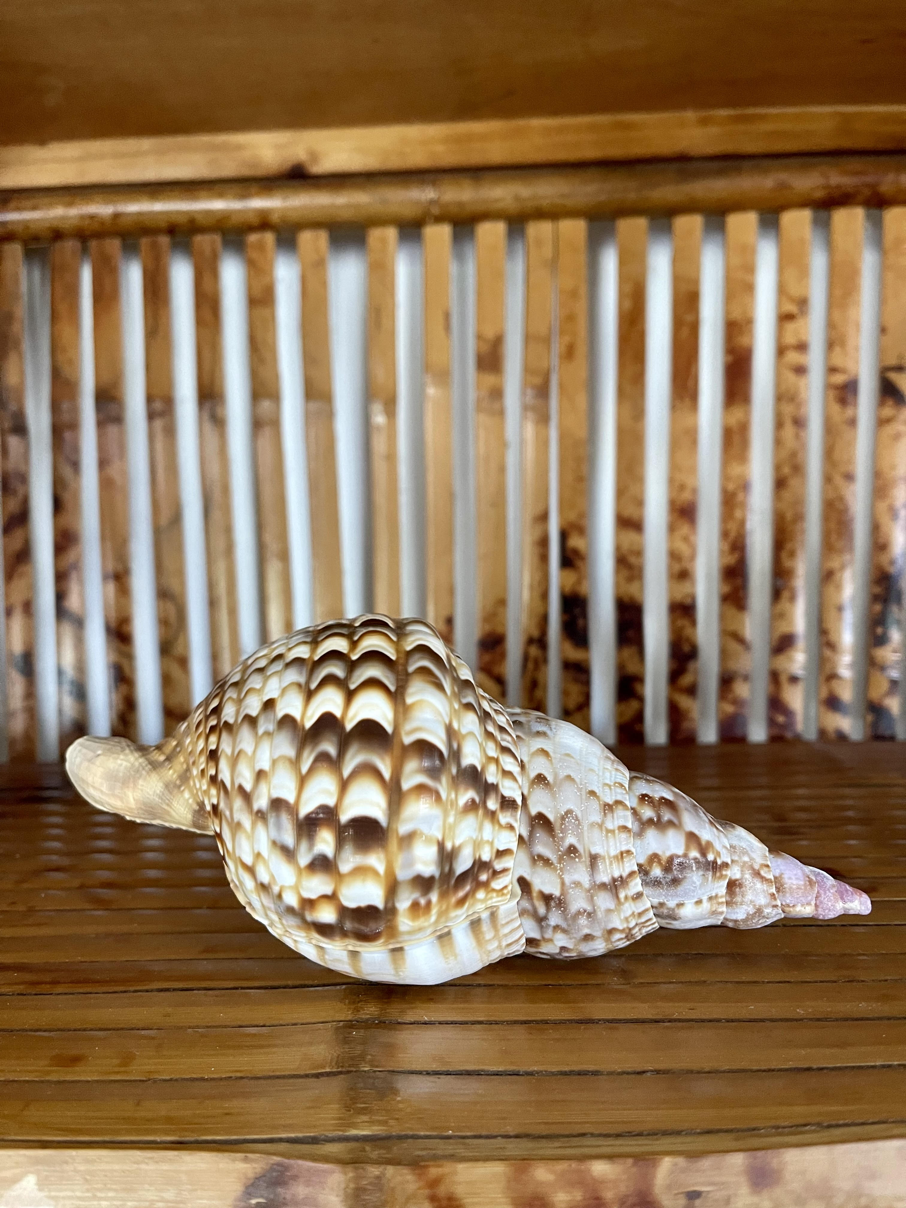 Pacific Triton Shell – Calypso Cottage- Luxury Resort Lifestyle
